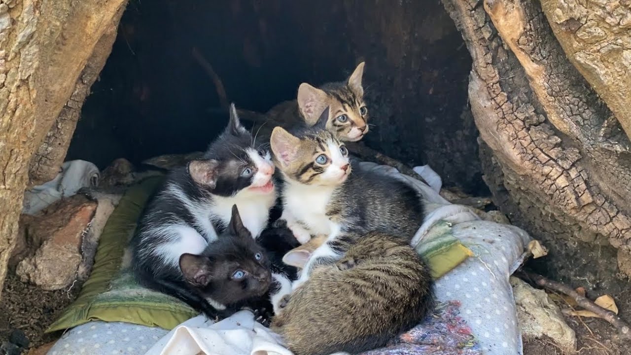 Cute Little Kittens live in the park. Mother Cat loves her Kittens. 💕 - YouTube