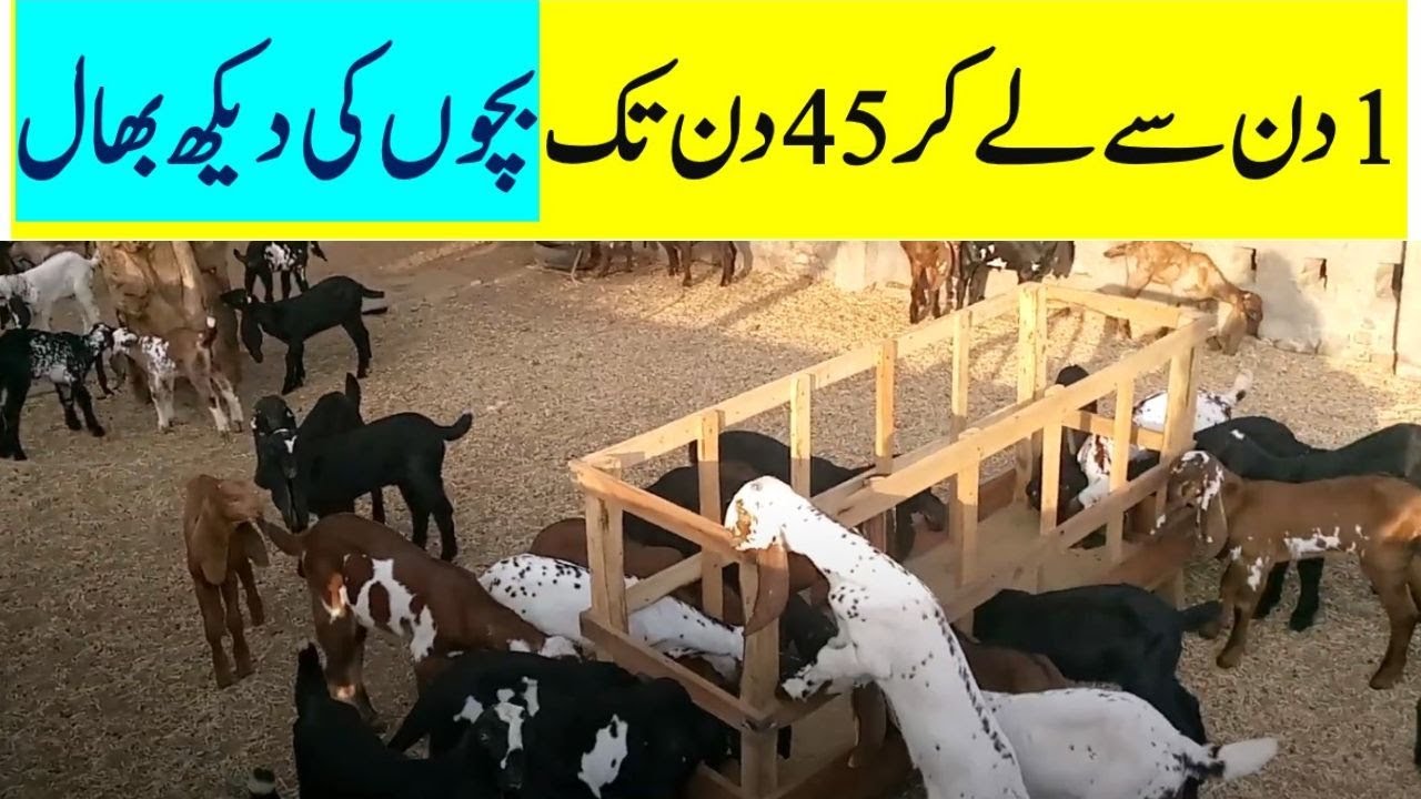 Protecting the Baby Goats: Safety Tips & Care Guide - YouTube