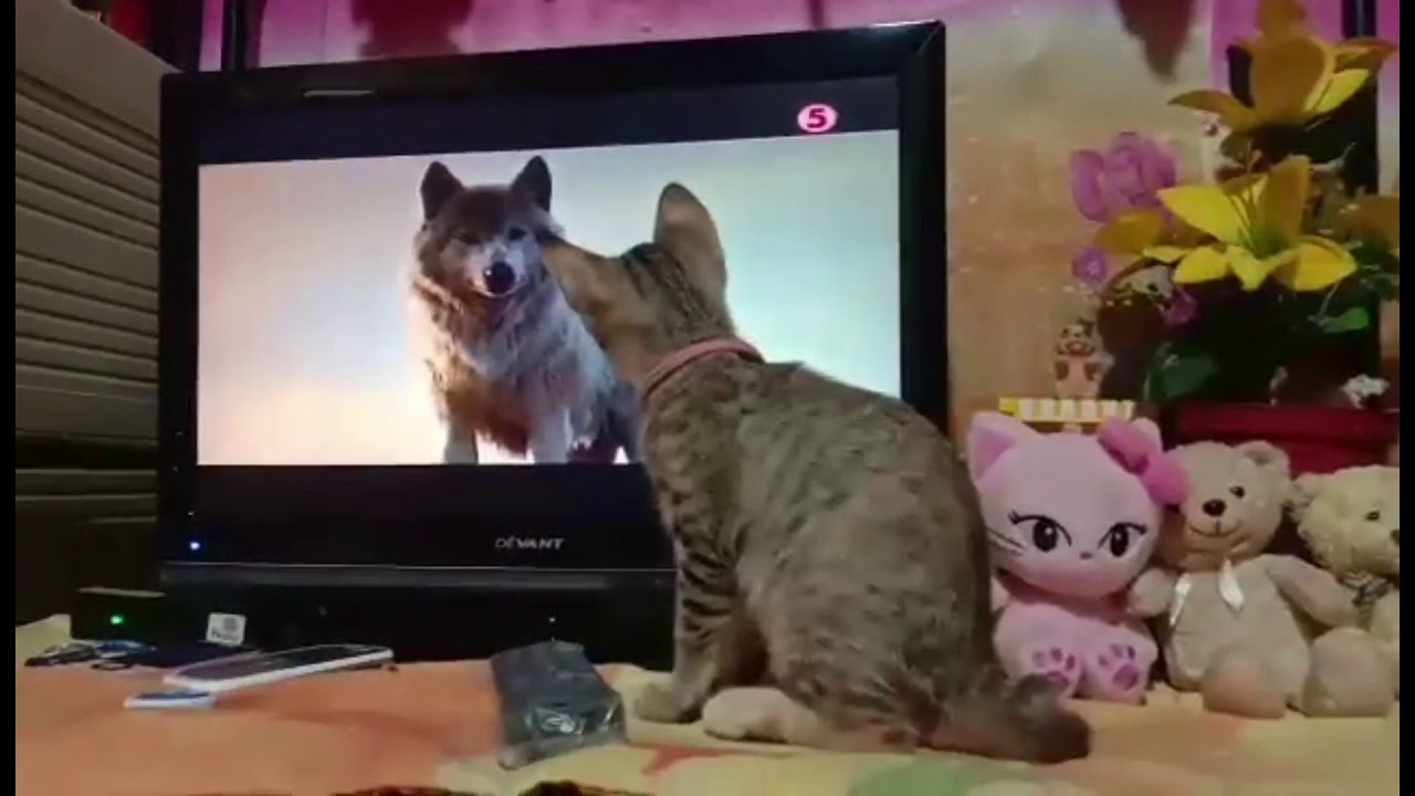 Super cute na Cat watching tv? - YouTube