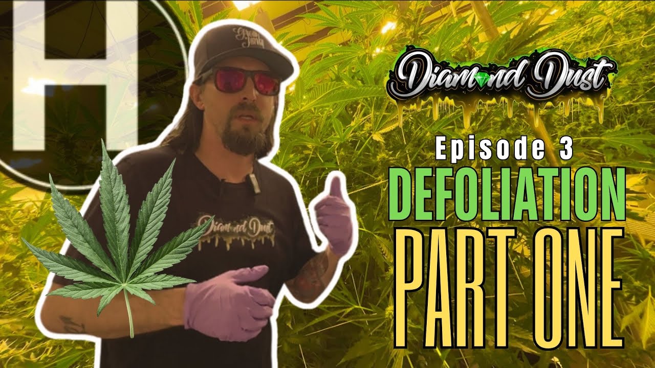 Defoliation Techniques & Pheno Variations - YouTube