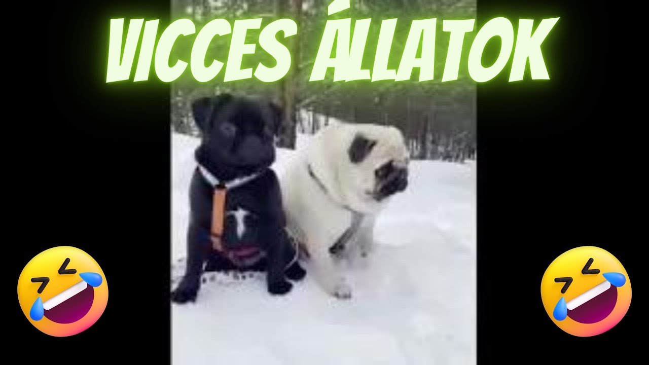 Legviccesebb állatok 2023 - Vicces állatok 2023 - Vicces háziállatok ...