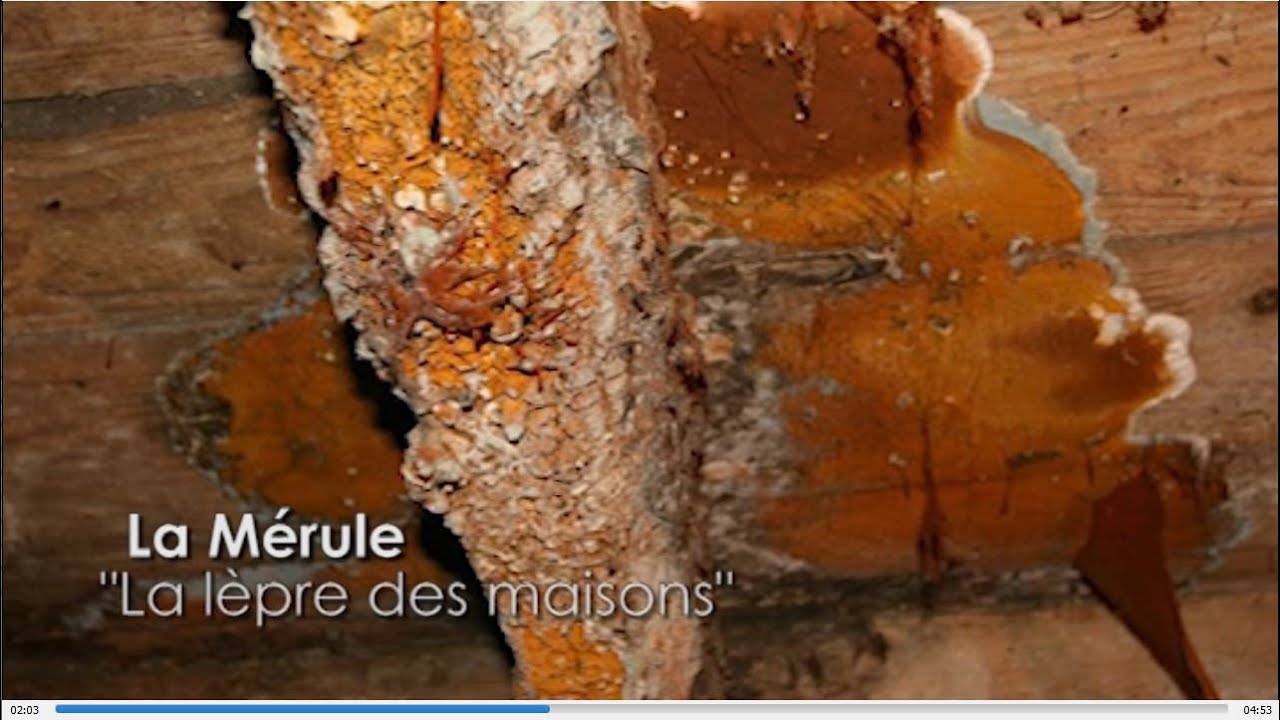 TERMISER Traitement Menace Champignons 2020 - YouTube