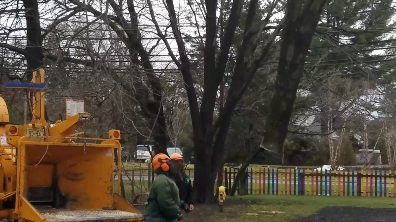 Joe Marra Tree Services - YouTube
