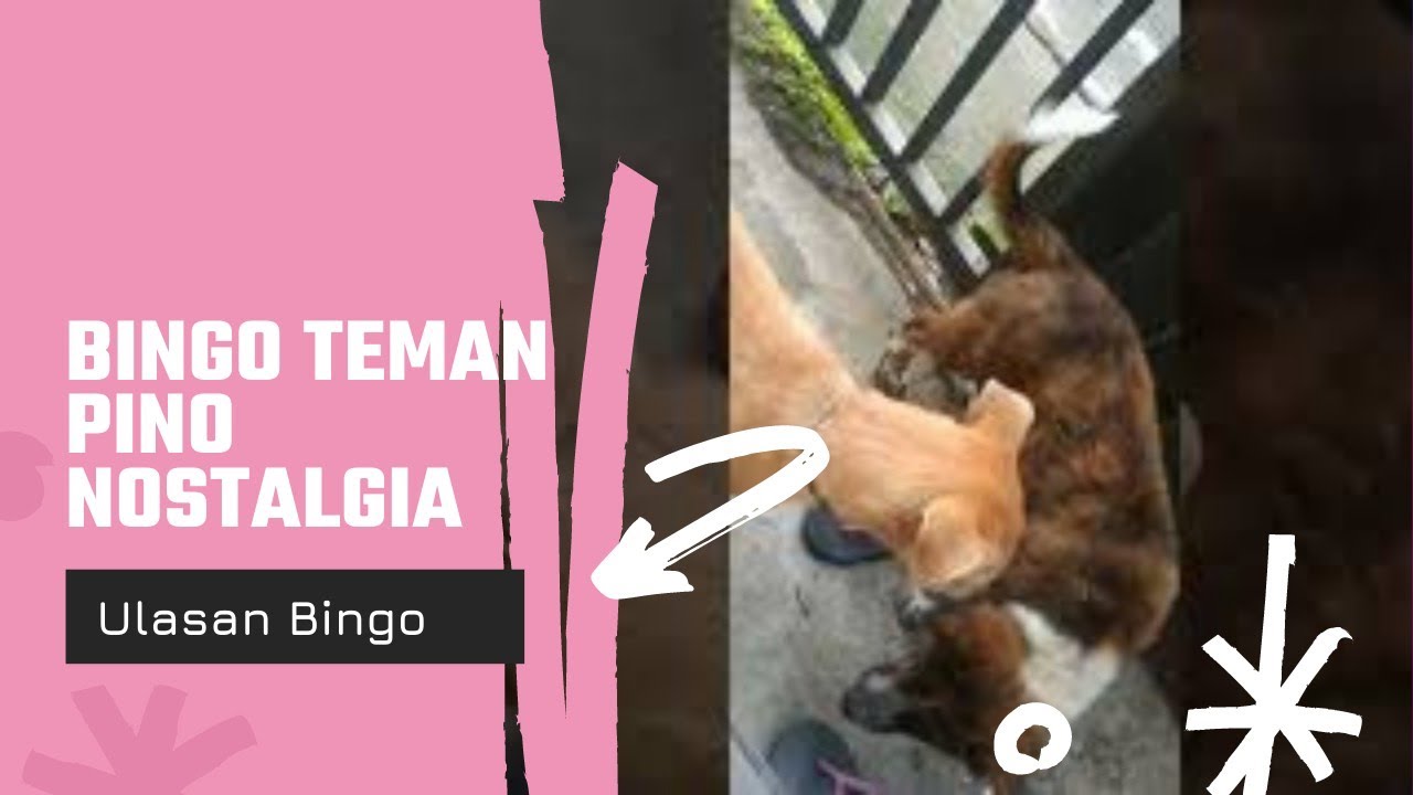 bingo teman pino nostalgia si anjing lucu bermain bercanda bersama.# ...