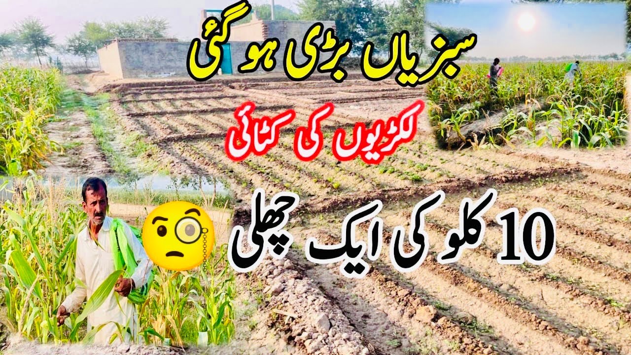 10 Kilo Ki Chali | Vegetable bari ho rhi han| Sabi season| Viilage|Desi ...