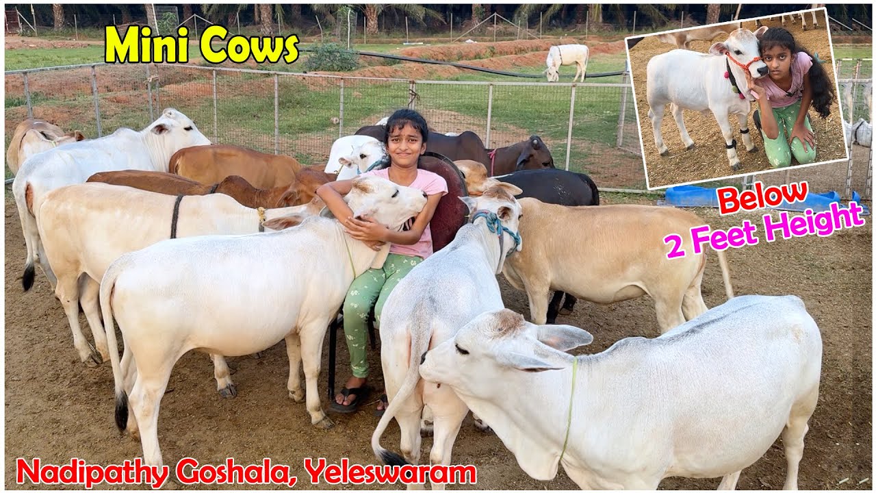 Mini cows in our farm | Nadipathy Goshala | #minicow #miniature # ...