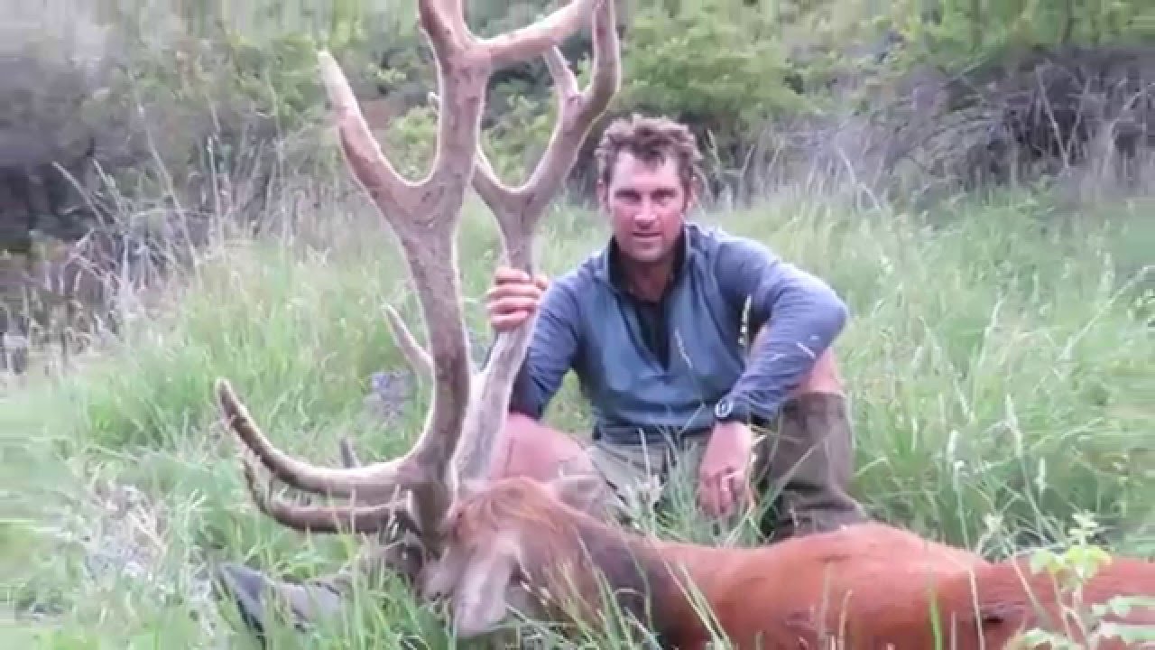 44 inch Public Land Red Stag - YouTube