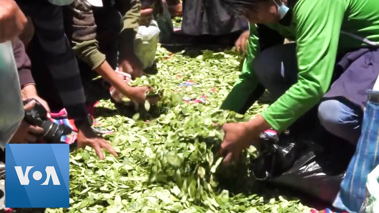 Bolivia Coca Leaf Farmers Share Crops in Plaza - YouTube
