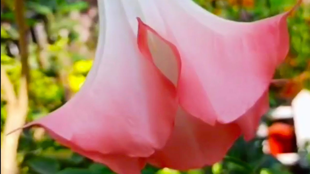 Angel's Trumpet Flower Plant / Angel's Trumpet Flower Plant care tips ...