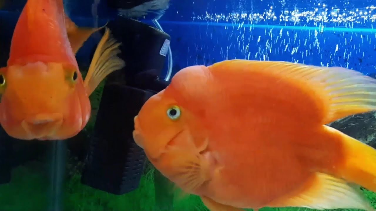 Big Parrot Fish fight // Angry Parrot // aquarium parrot fish - YouTube