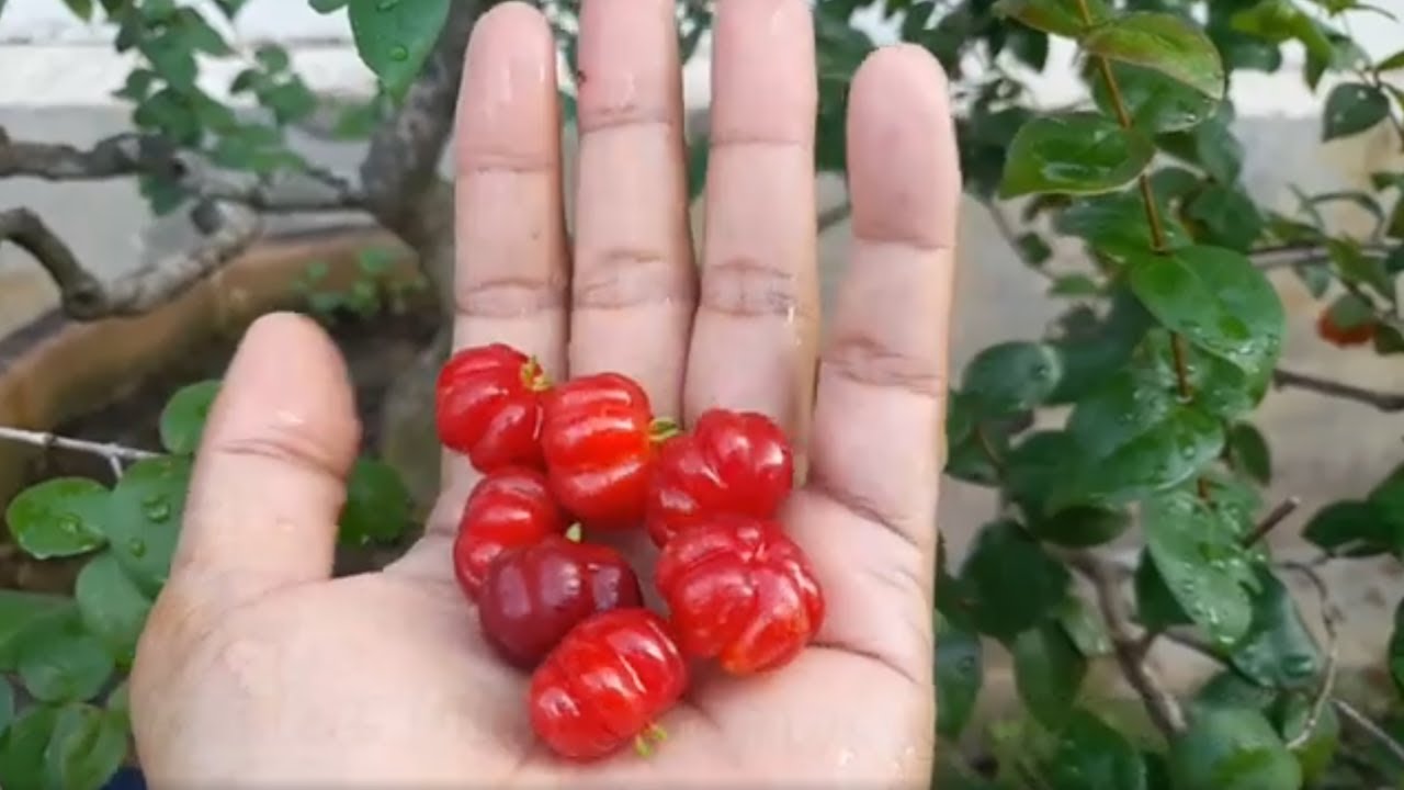Perkembangan Tumbesaran Buah Surinam Cherry Cermai Mekah Cermai