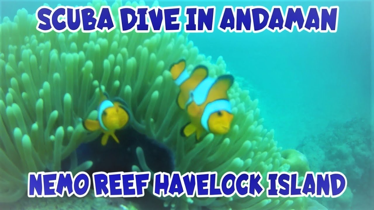 Finding Nemo in Nemo Reef Havelock Island | Scuba Diving Training in ...