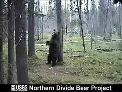 Grizzly Bear Rubbing Tree - YouTube
