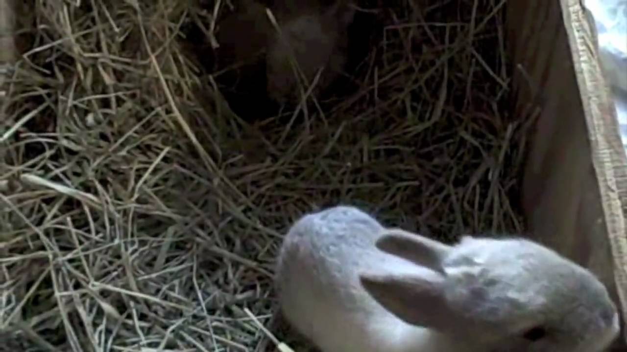 Baby Himalayan Rabbits - YouTube