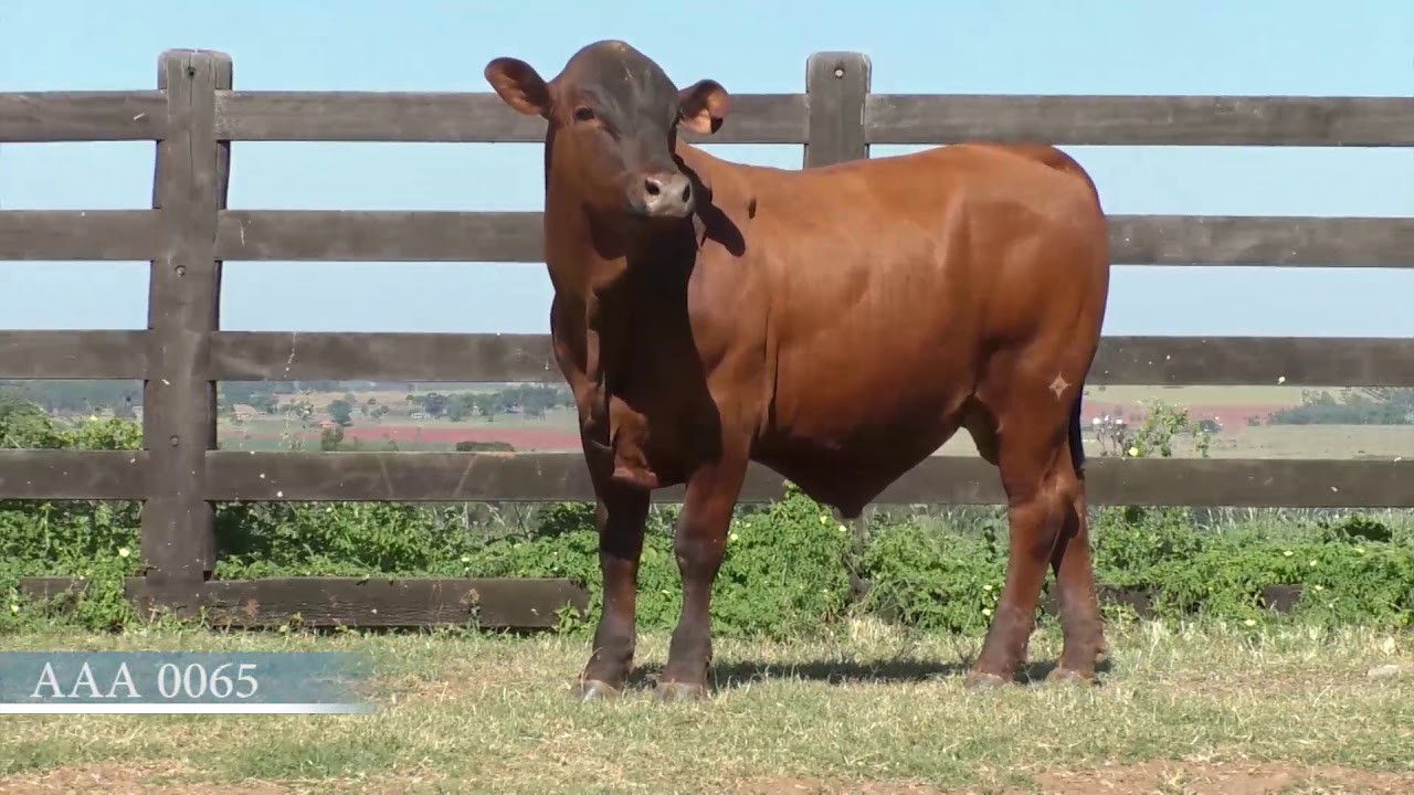 Gado Senepol Trinca de Az AAA 0065 - YouTube