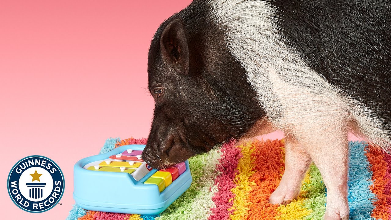 Most tricks by a pig | Joy - Guinness World Records - YouTube