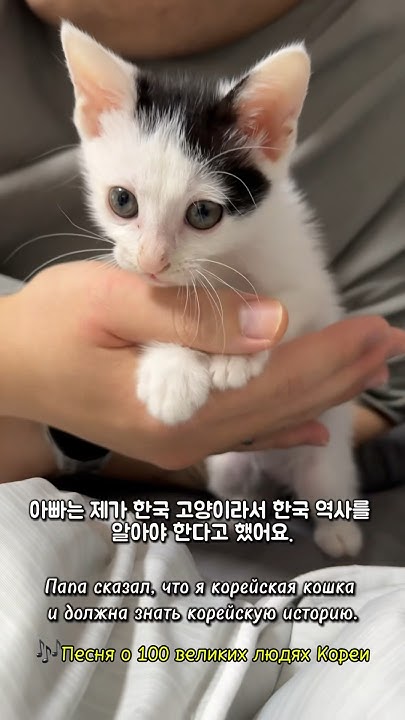 아기 개냥이. Милая корейская кошка. - YouTube