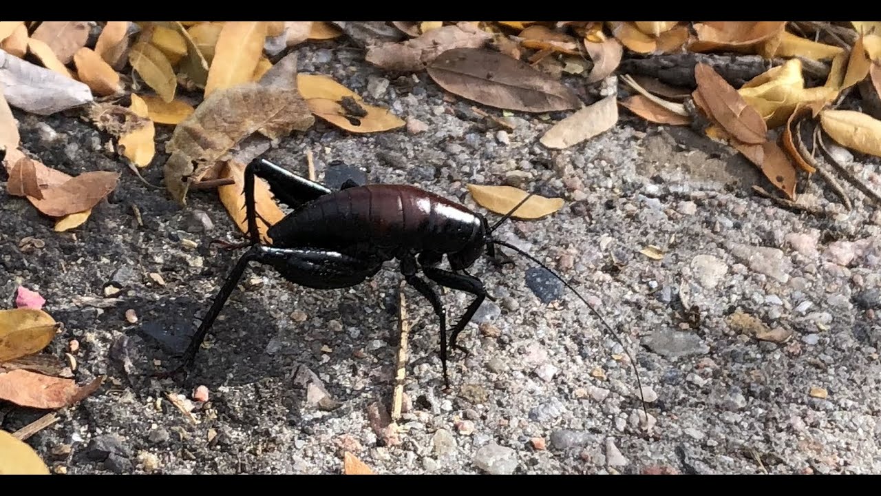 Sword Tail Cricket (Trigonidiidae ) - YouTube