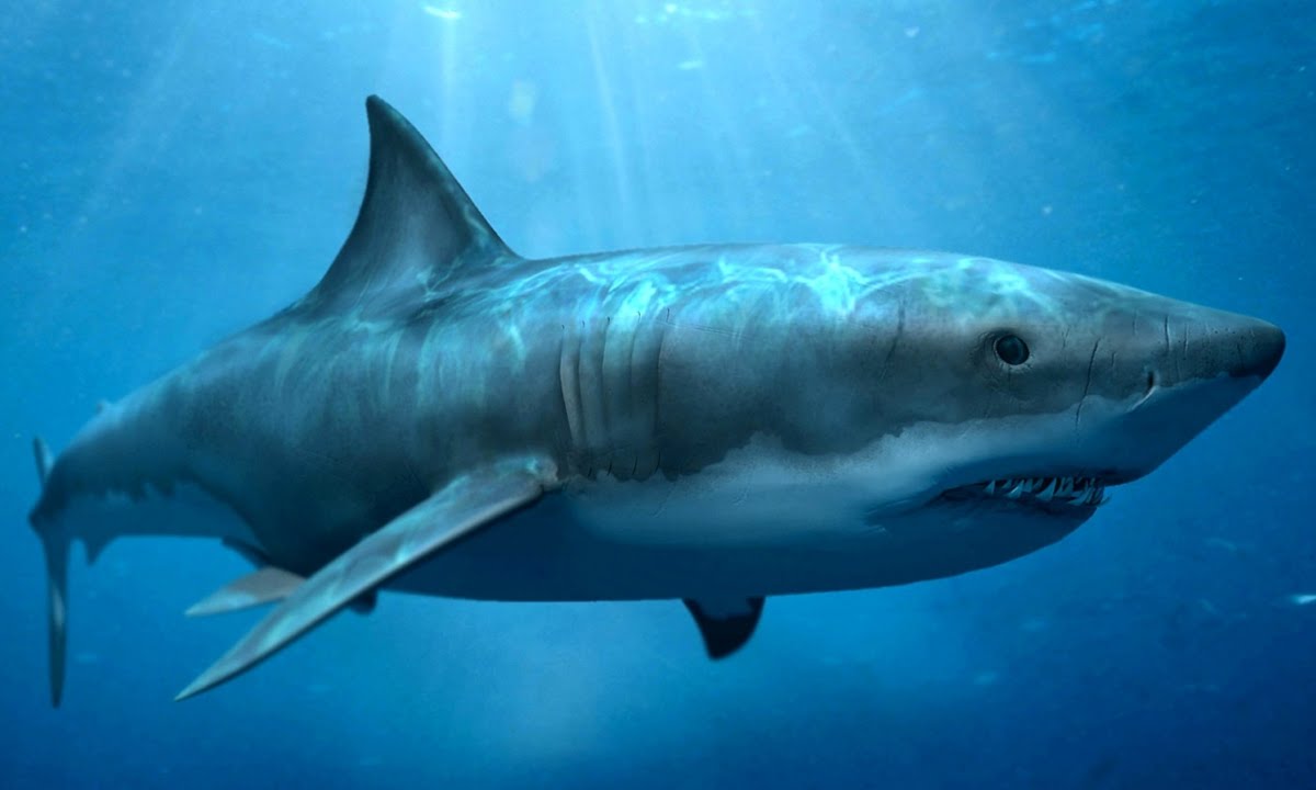 Evidence of Megalodon Still Exists - Real or Fake ? - YouTube