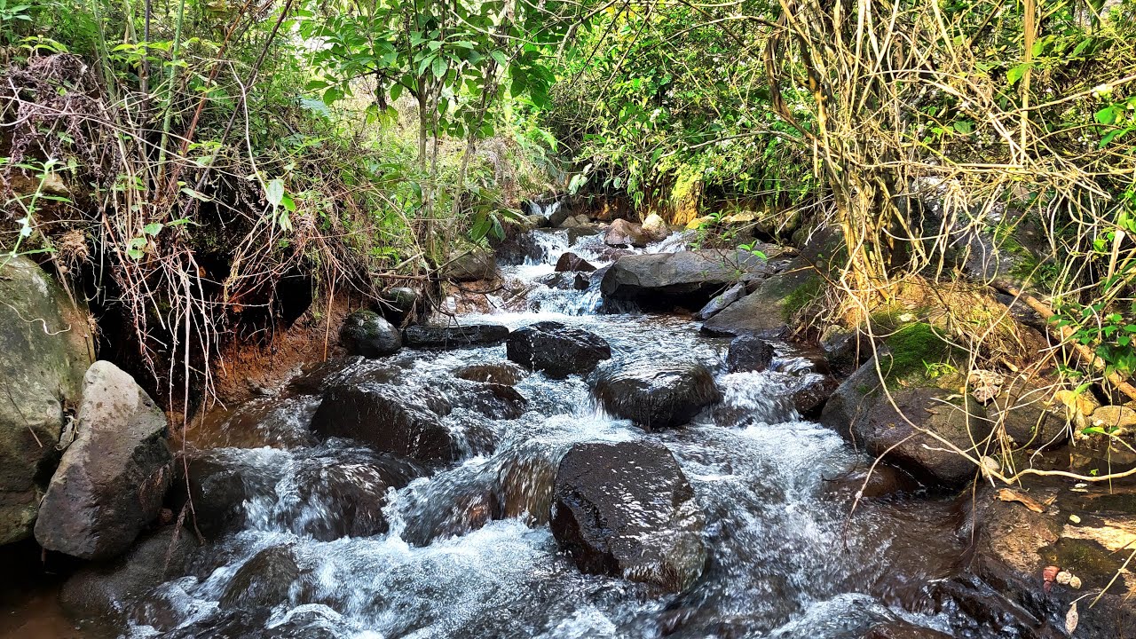 Relaxing Water Stream Sounds To Drift Into Dreamland - Serene Flowing ...