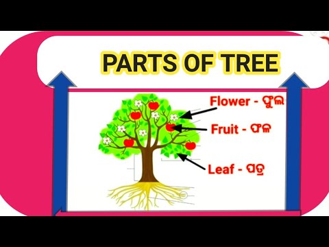 Parts of tree||parts of tree name english and odia||Names of parts of ...