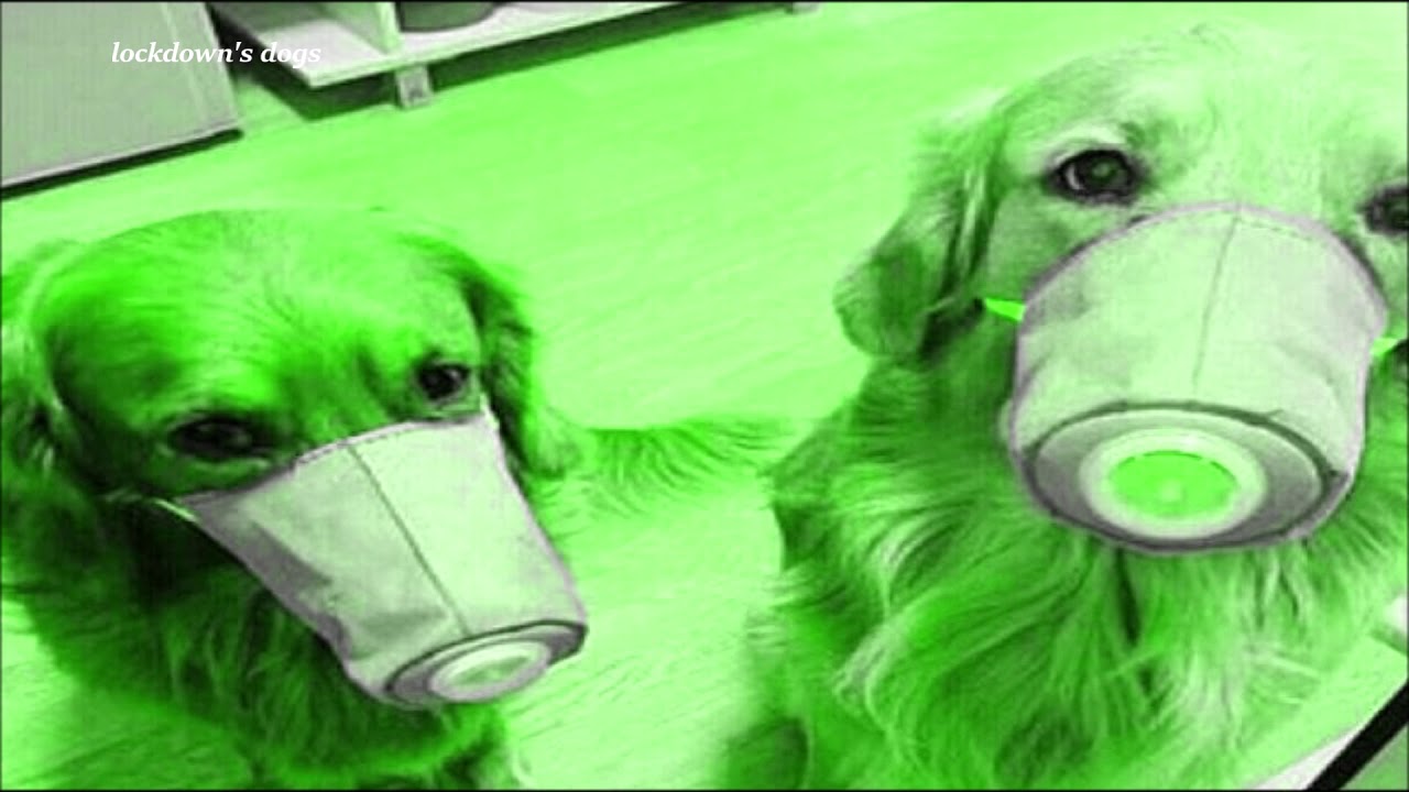 lockdown's dogs - YouTube
