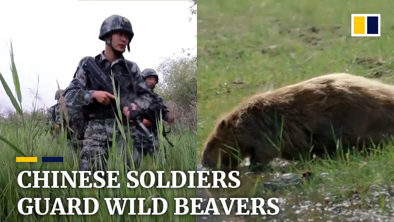 Chinese soldiers guard endangered beavers in Xinjiang - YouTube