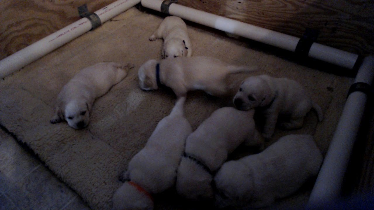 Hero Labradors Puppycam! - YouTube