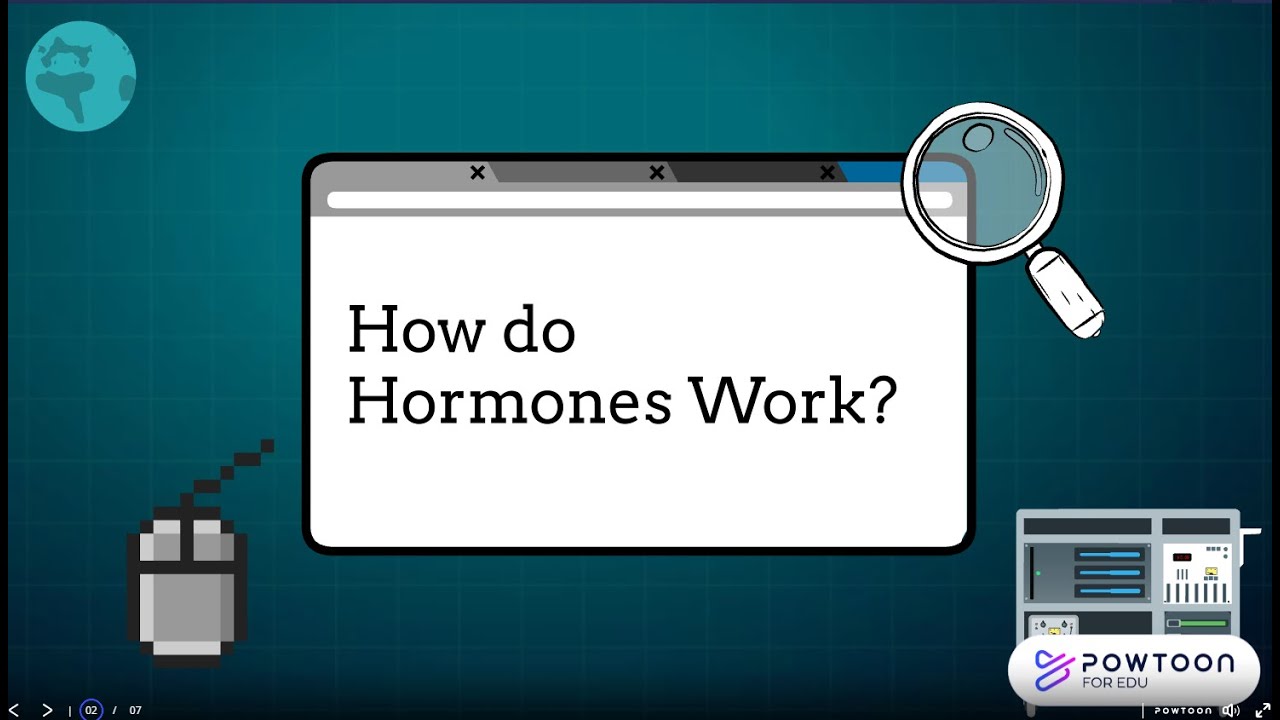 How Do Hormones Work Youtube