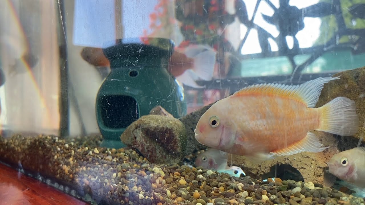 Convict cichlid fish tank #short #shorts #video - YouTube