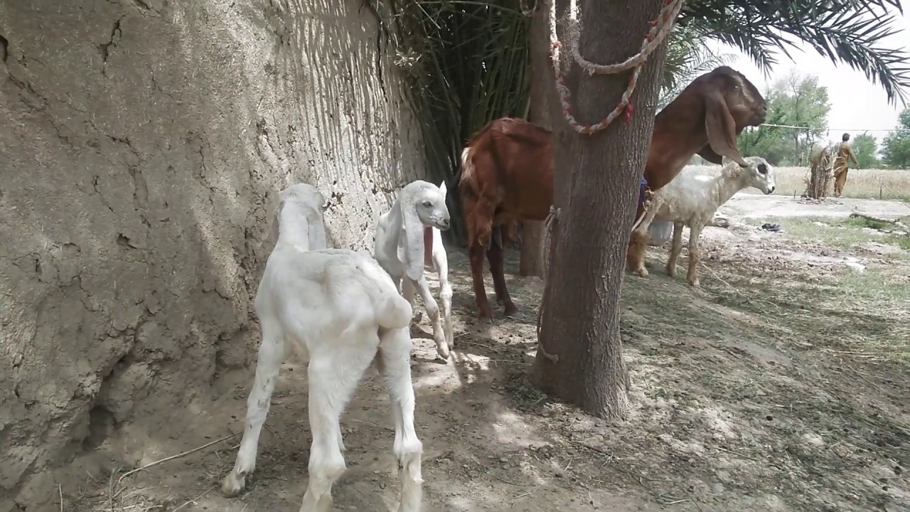 Very good goat videos - YouTube