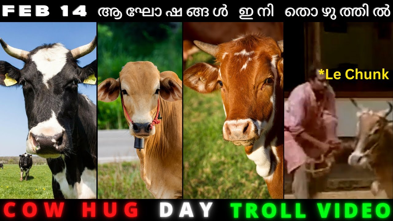 Cow Hug Day Troll Malayalam || Troll Video || Valentine's day ഇനി പശു ...