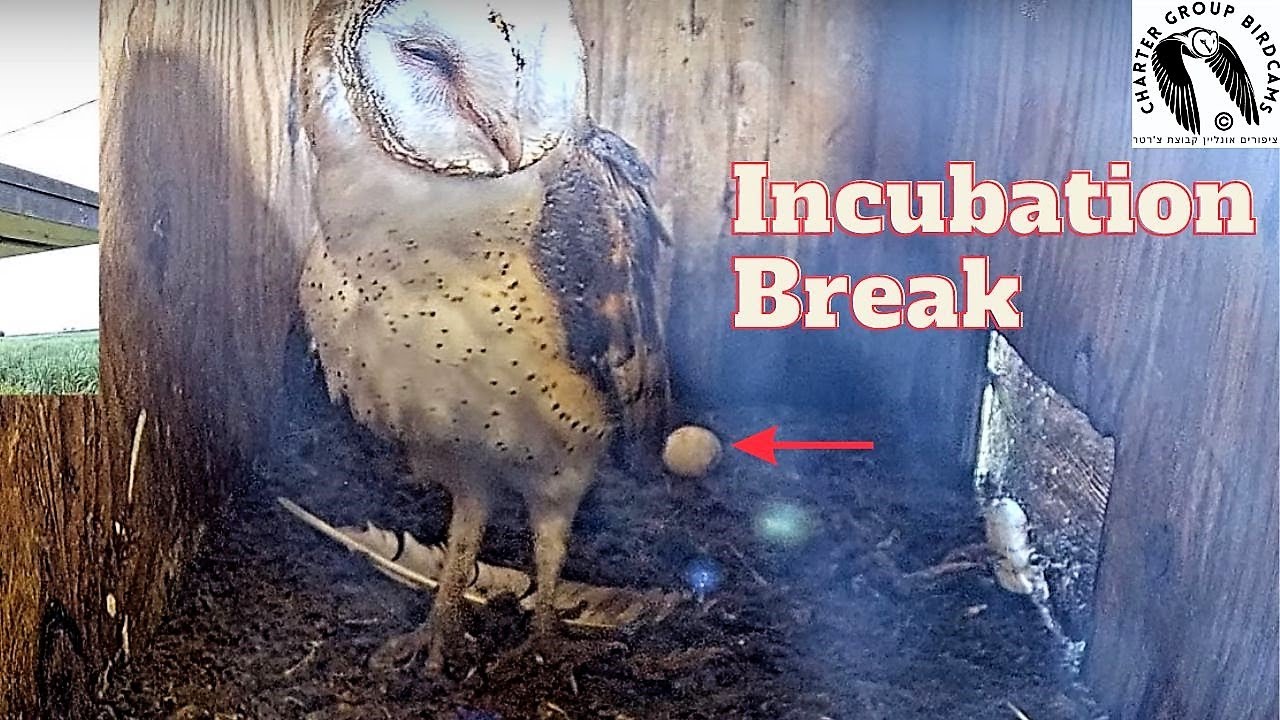 Female Barn Owl Breaks From Incubating Egg To Preen Feathers - YouTube