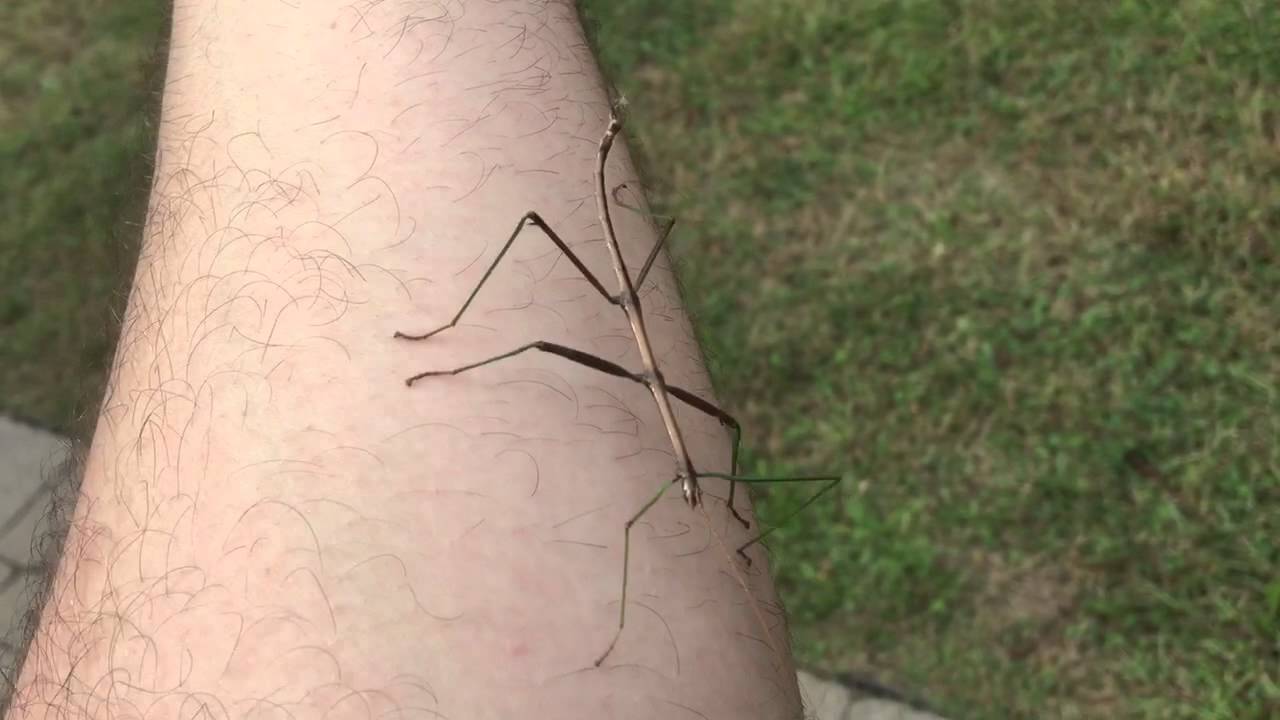 Stick bug on Papá - YouTube