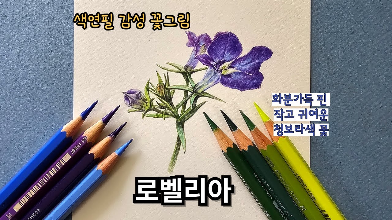 색연필로 그리는 작고 파란 꽃 로벨리아 / Small and blue flower lobelia drawing with ...