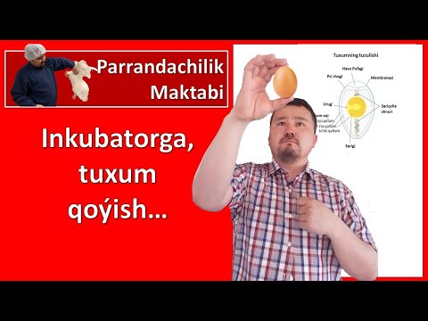 11-Qism. Inkubatorga tuxumni to´gri qoýish va jo´ja ochirish...
