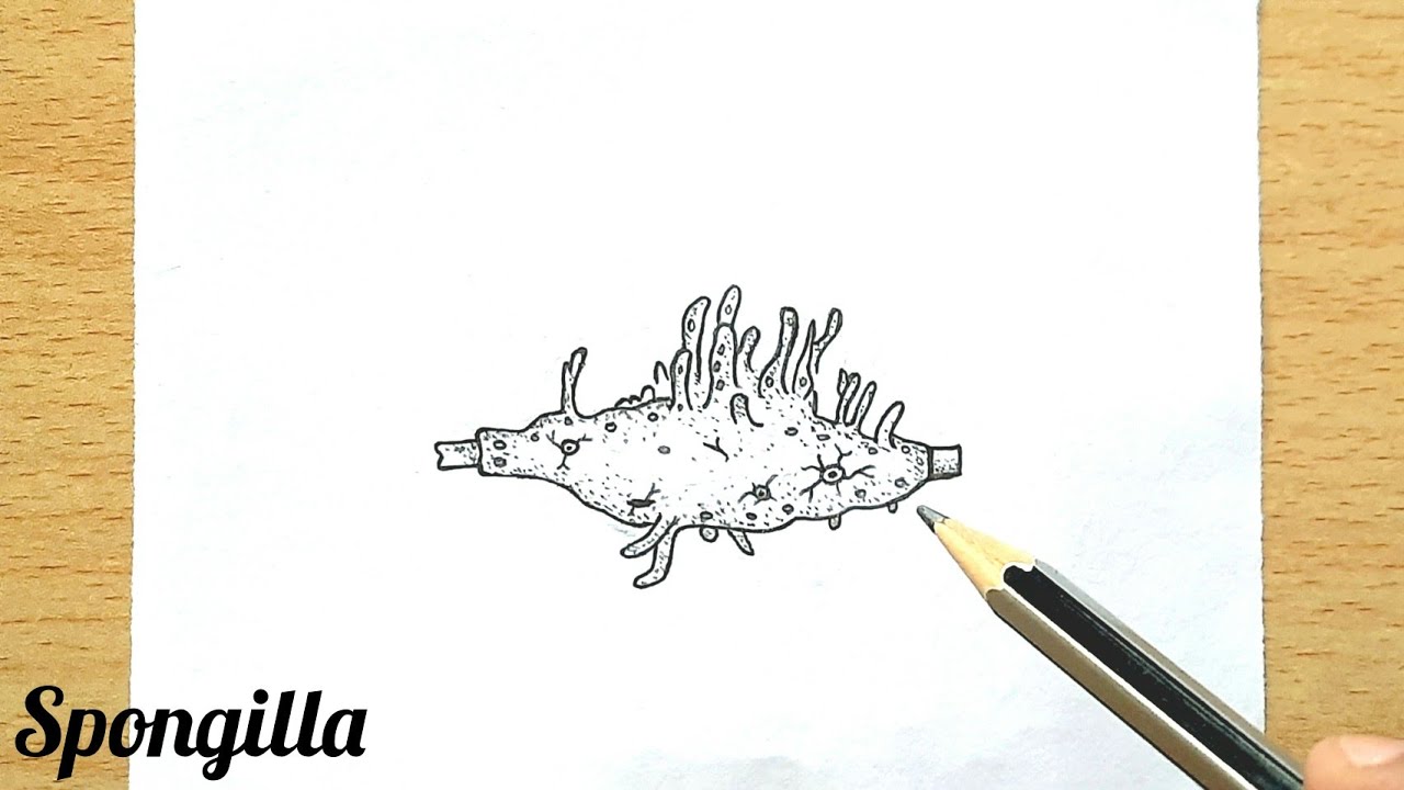 Spongilla