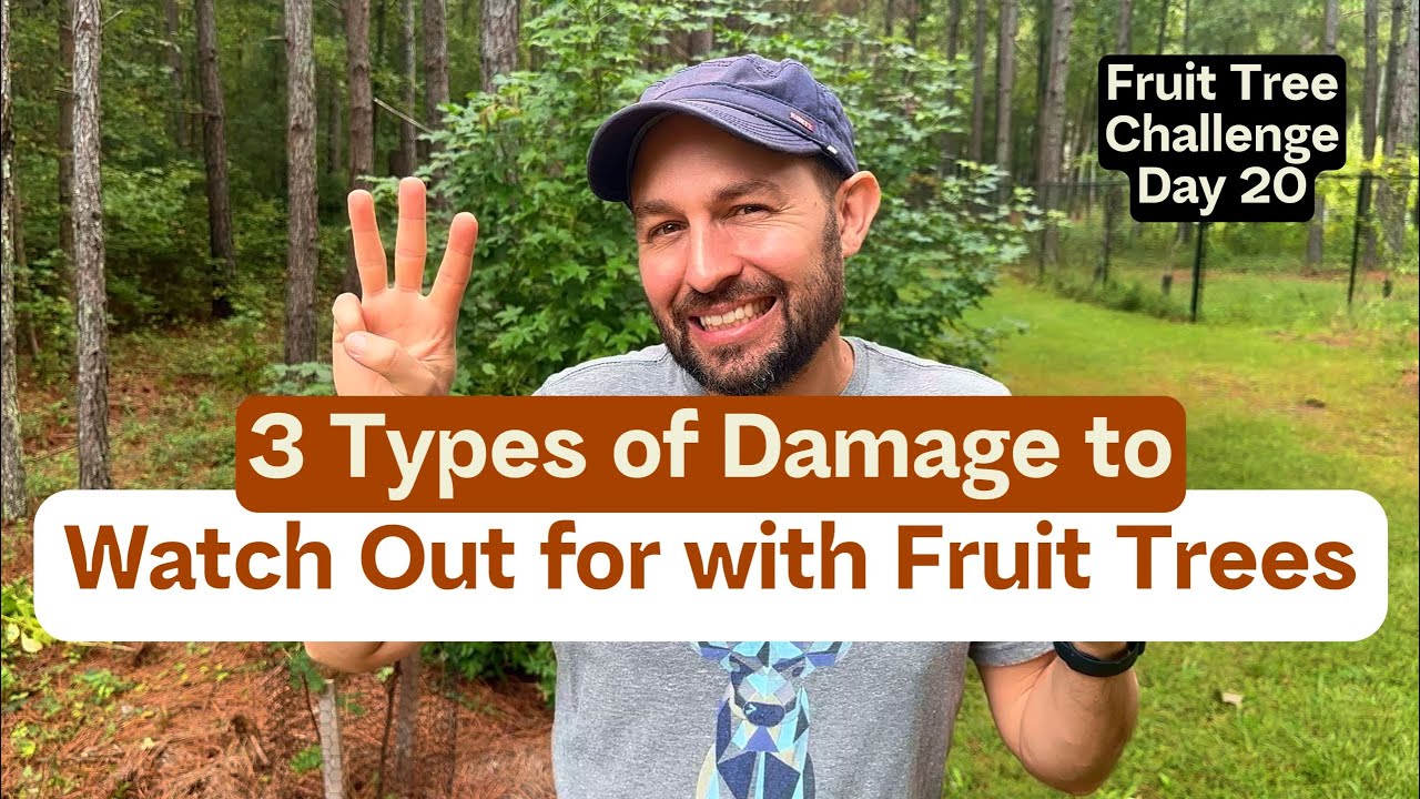3 Types of Damage to Watch Out for with Fruit Trees - Fruit Tree ...