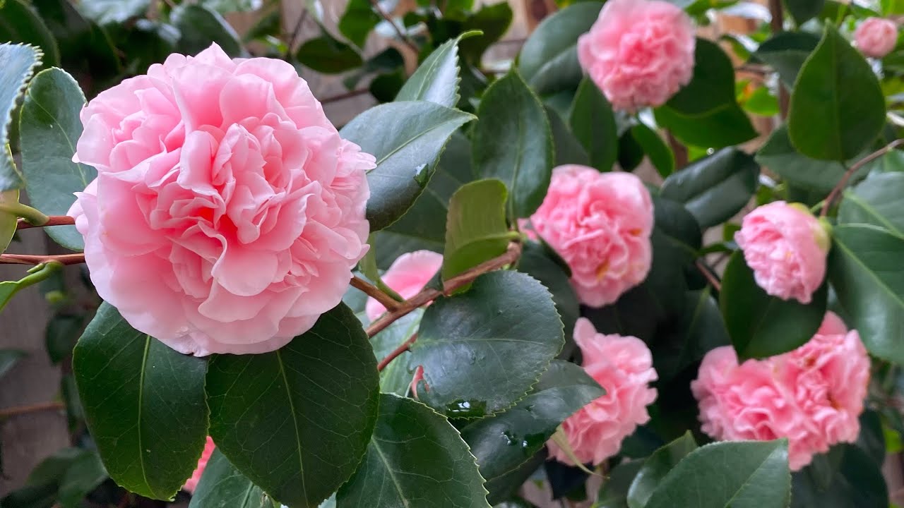 Camellia 山茶花 (Deburante & Marie Bracey) 4K HDR zone 9B - YouTube