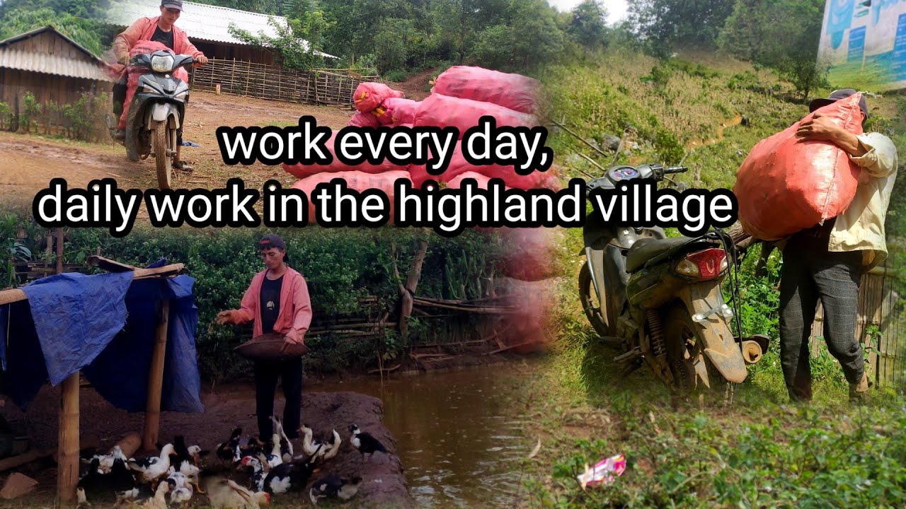 daily work in the countryside, harvesting yellow corn, daily life in ...