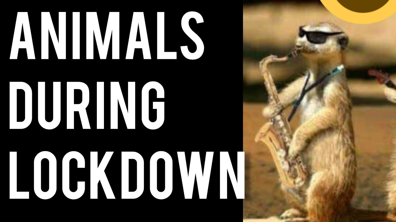 Animals During Lockdown | Animals Roaming Freely On Roads During ...