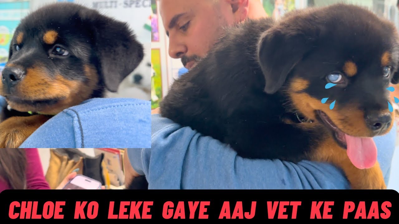 Rottweiler Puppy Chloe Ko Achaanak Vet Hospital Kyun Le Kar Jaana Pada ...