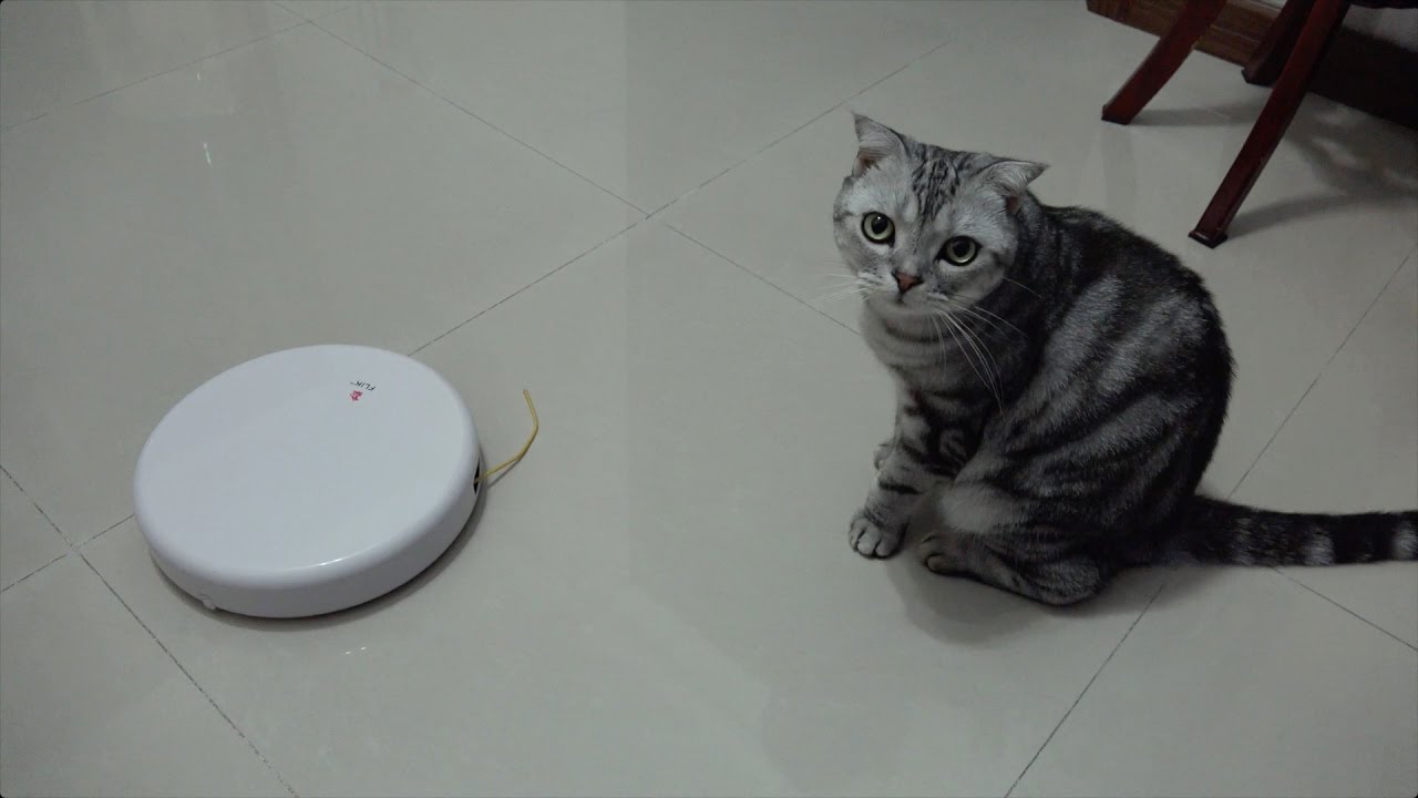 Daily 41 Emma’s New Toy, FroliCat FLIK - YouTube