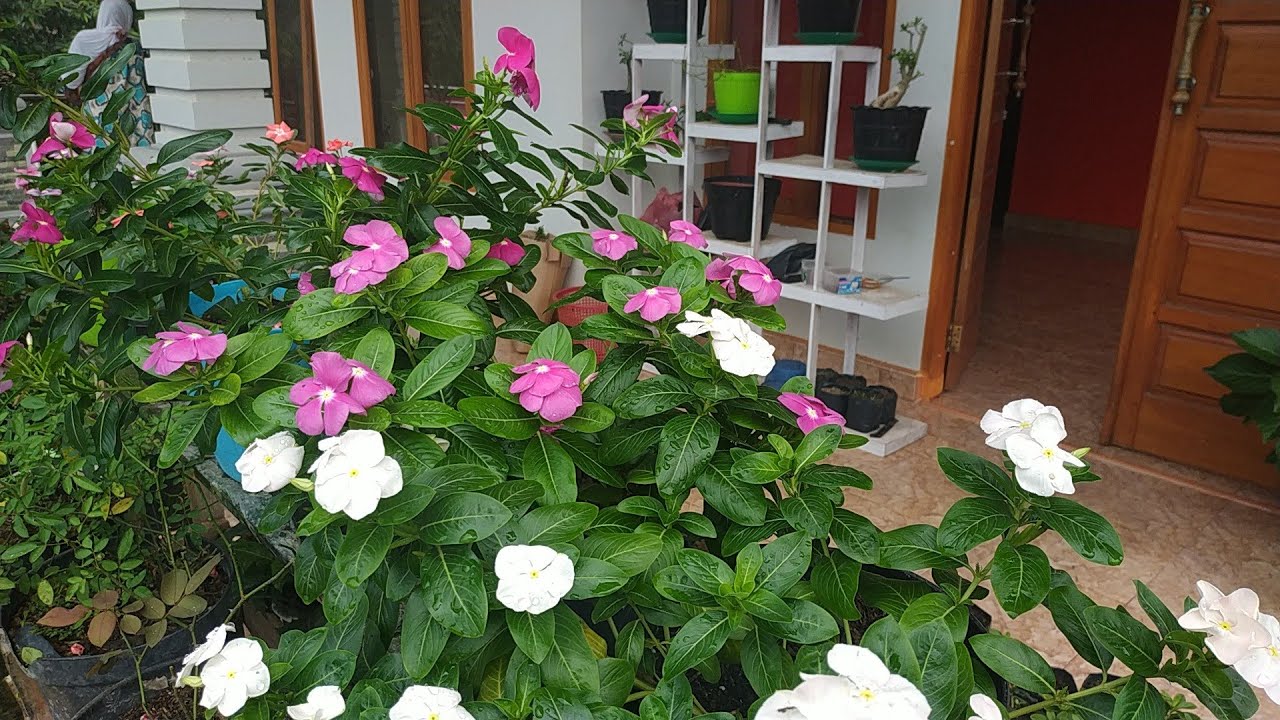 taman bunga teras rumah di dusun sederhana - YouTube
