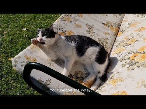 Funniest Animals #250 The Cat sunbathes and licks its fur! ¡El gato toma el sol y se lame el pelaje!
