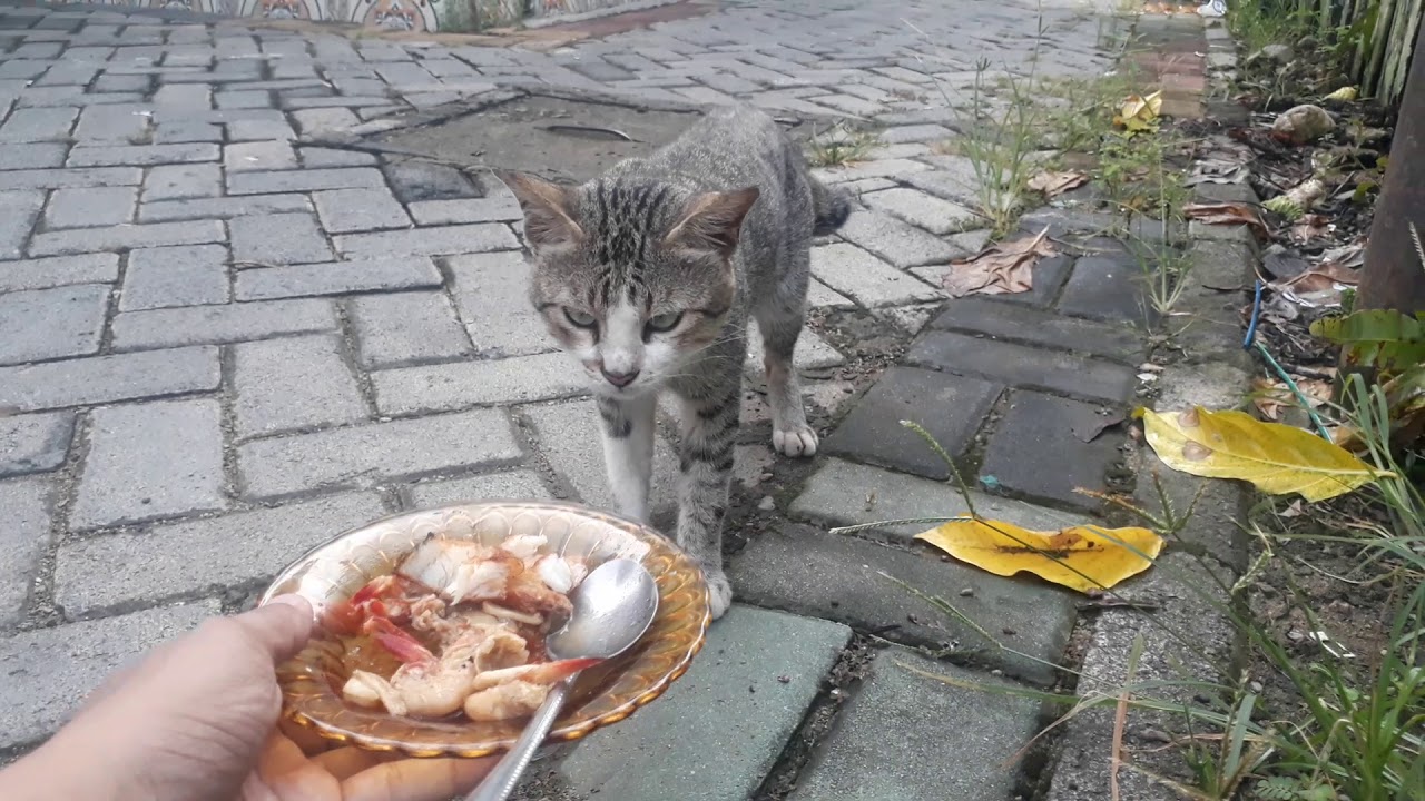 KUCING MAKAN UDANG - YouTube