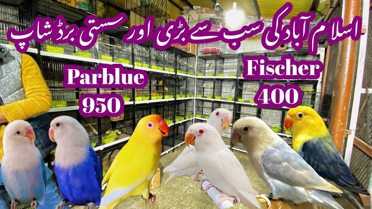Birds market Islamabad lovebirds ki bahut bari or sasti shop #lovebirds ...