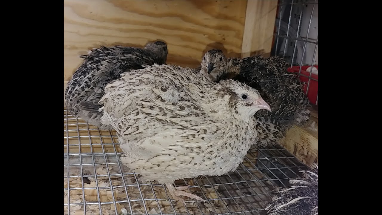 Falb Fee Quail 9 Week Update plus Other Updates - YouTube