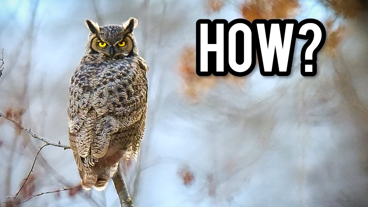 How do Owls Turn Their Heads so Far? - YouTube