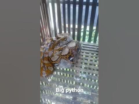 Big python - YouTube